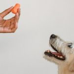 How to Frugally Feed Your Dog, Yet Well - The Frugal Farmer